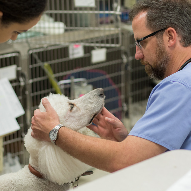 Meet our ER Team - Metropolitan Veterinary Specialists and Emergency ...
